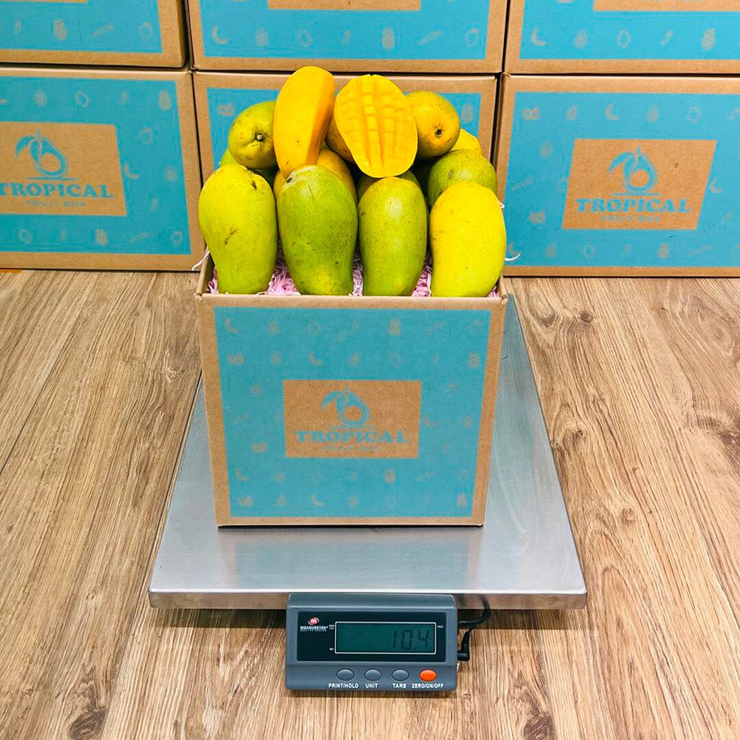 Ataulfo Mango Box | Topical Fruit Box - Large (12 Pounds) - Tropical ...