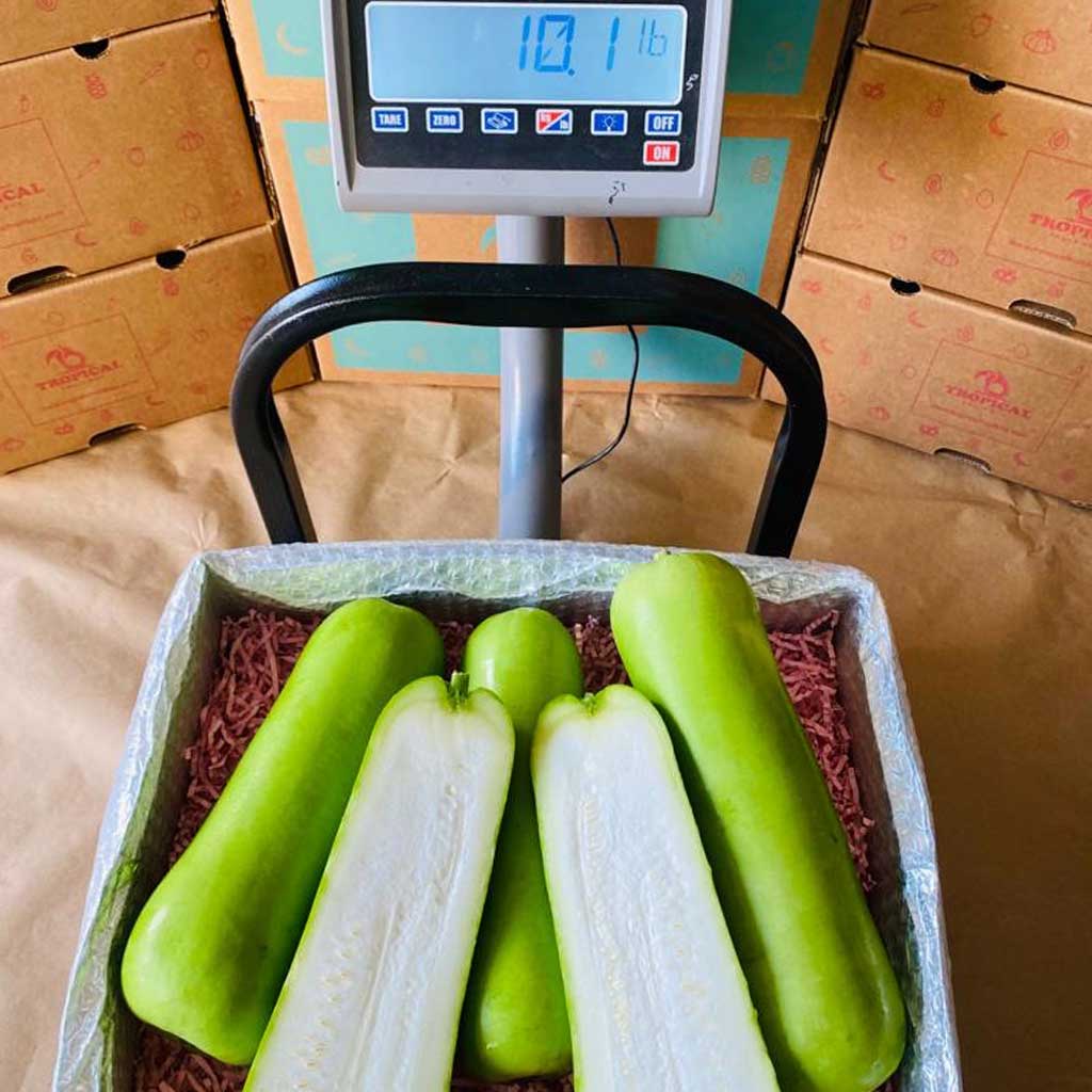 Opo Chinese Long Squash - Regular Box (8 Pounds) - Tropical Fruit Box